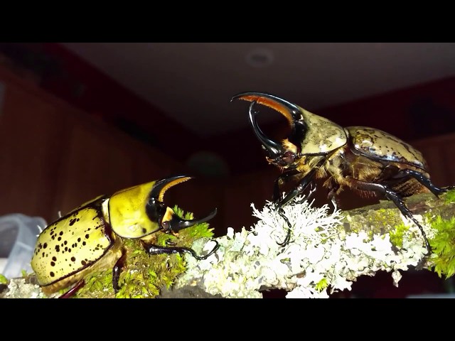 Eastern Hercules Beetle Fly