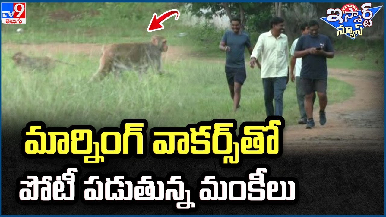 iSmart News: Monkey menace scare to morning walkers - TV9 - YouTube