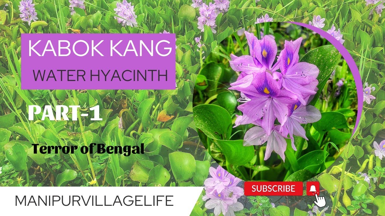 Kabok Kang plant in Manipur | Water hyacinth flowers or Terror of ...