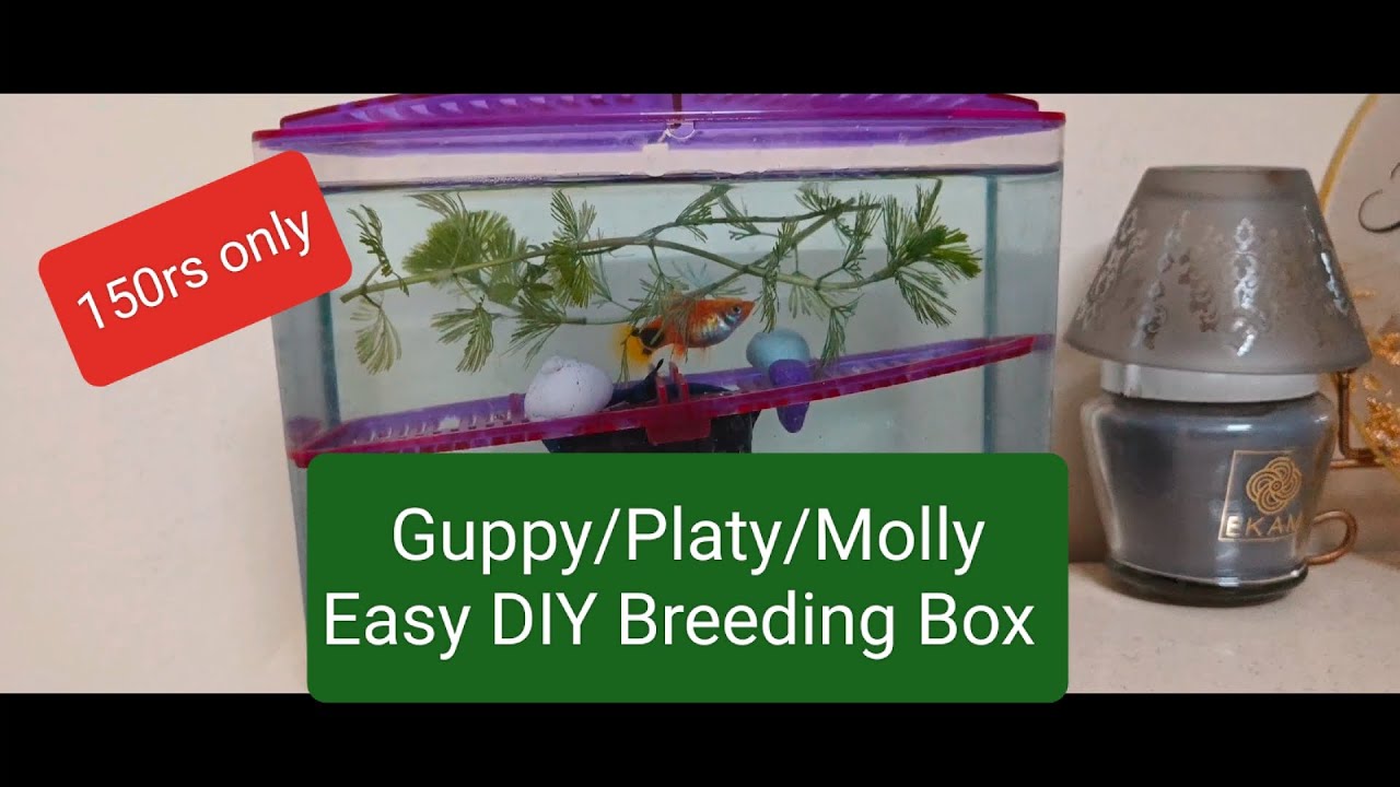 Easy DIY Breeding Box For #Platy /#Guppy / #Molly -Platy Giving Birth ...