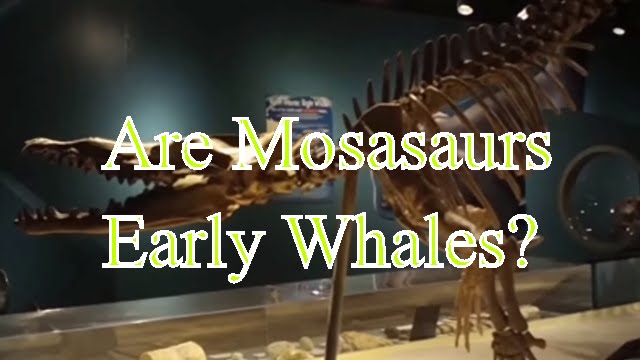 Did Whales Evolve From Mosasaurus? Jurassic World Lunch at Bay South ...