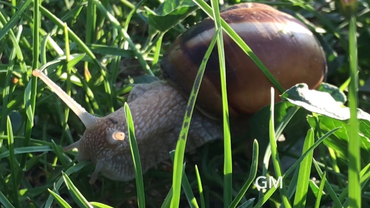 Catinca (grupa mică,4 anișori) cântă MELC,MELC,CODOBELC / Cântece ...