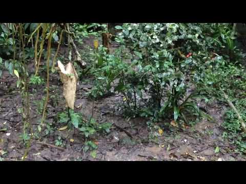 Red-rumped Agouti - Dasyprocta leporina