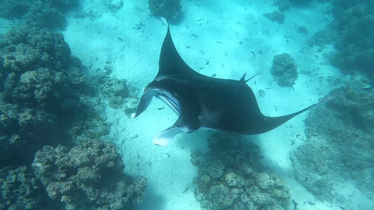 Bucketlist alert! Swimming with Manta Rays in Maupiti island, French ...