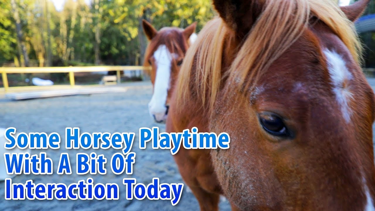 Some Horsey Playtime With A Bit Of Interaction Today - YouTube