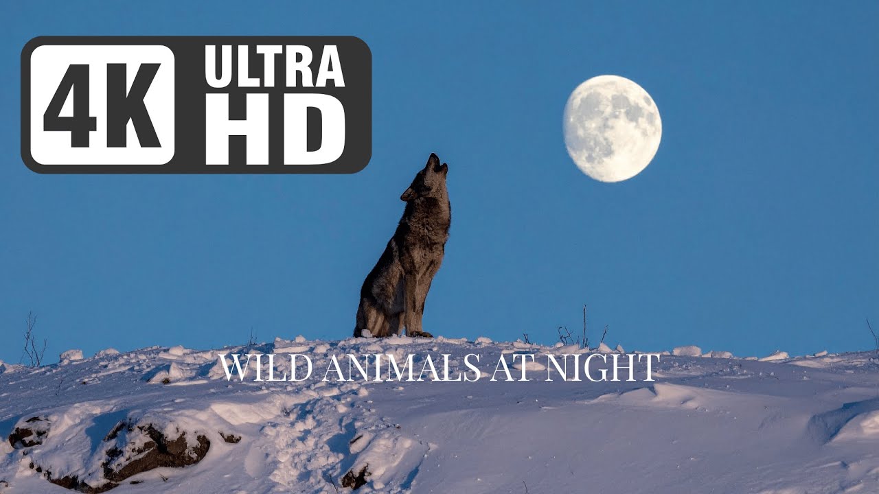 WILD ANIMALS AT NIGHT 4K ULTRA HD TV - YouTube