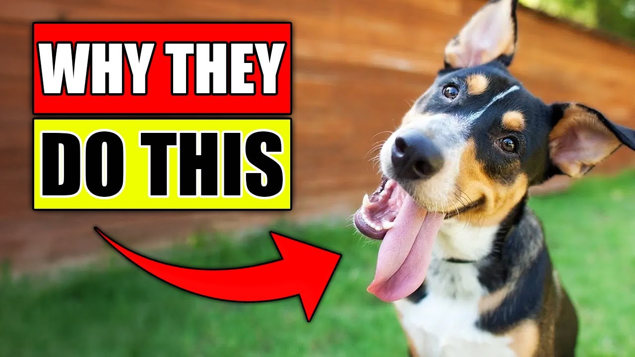Why Does My Dog Do THAT?! STRANGE Behaviors Finally Decoded - YouTube