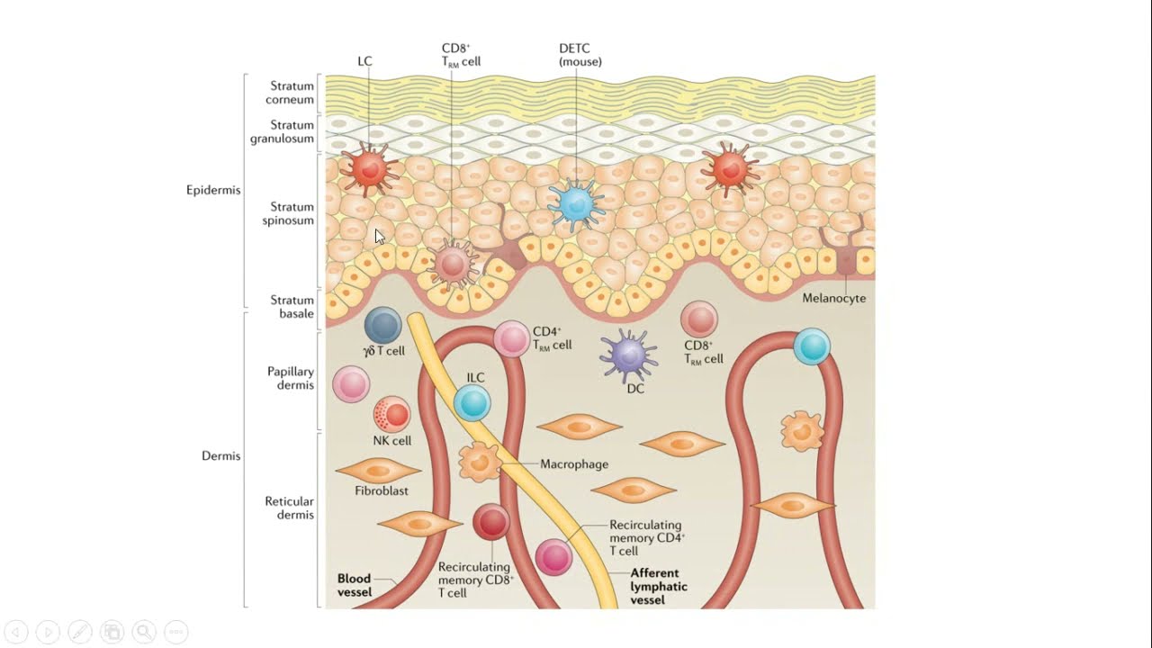 Inmunología - El Sistema Inmune Cutáneo (Versión Docente) 1/1 - YouTube