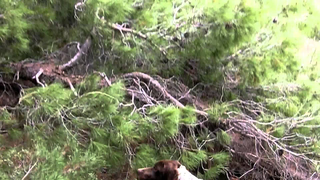 ΜΠΡΑΚ ΣΤΟ ΛΑΓΟ - YouTube