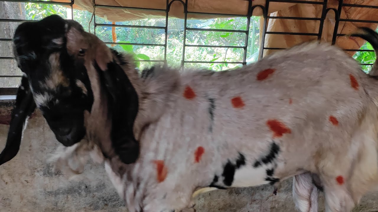 শখের তোতাপুরি ছাগলের খামার |totapuri sagol 👹👻উন্নত জাতের ছাগল - YouTube