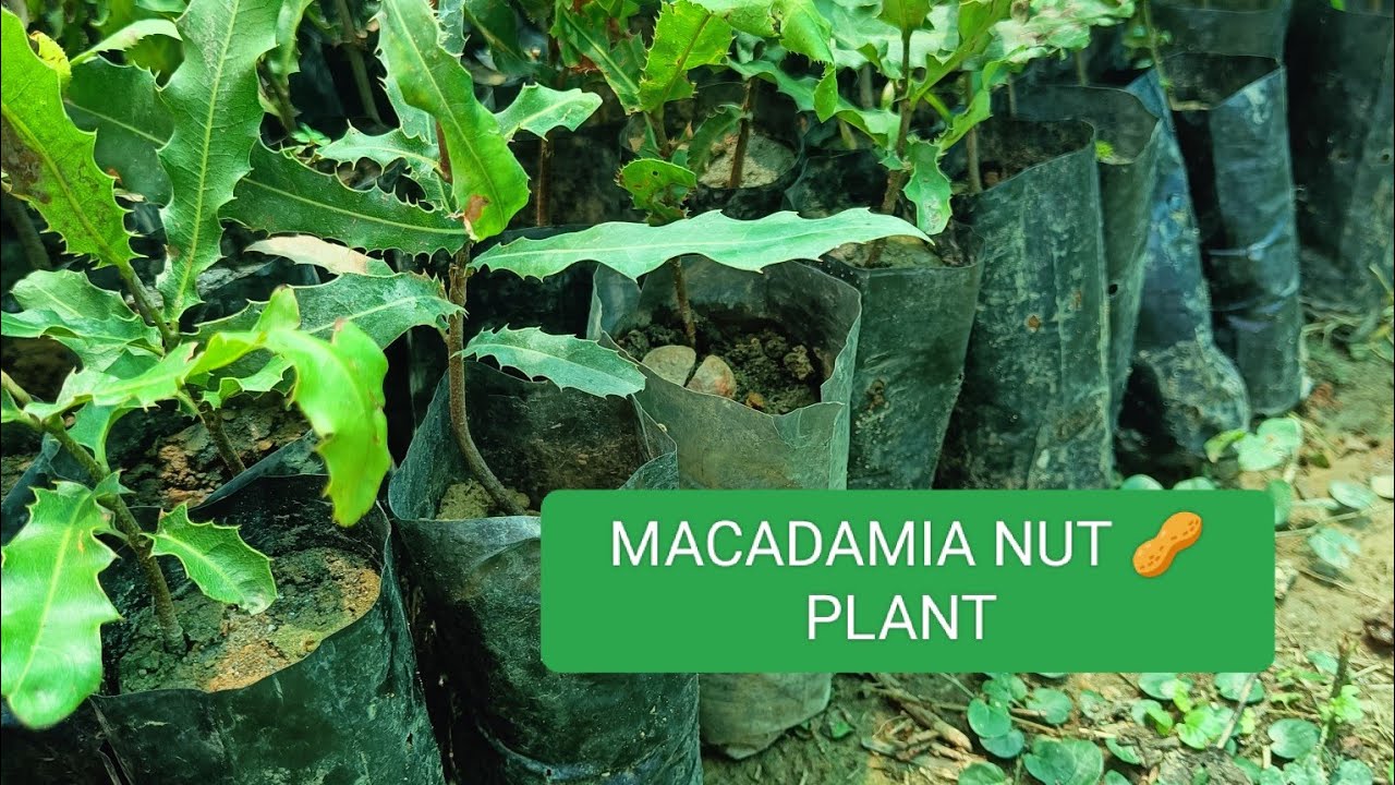 Macadamia nut plant nursery 🌴🌴🌴 - YouTube