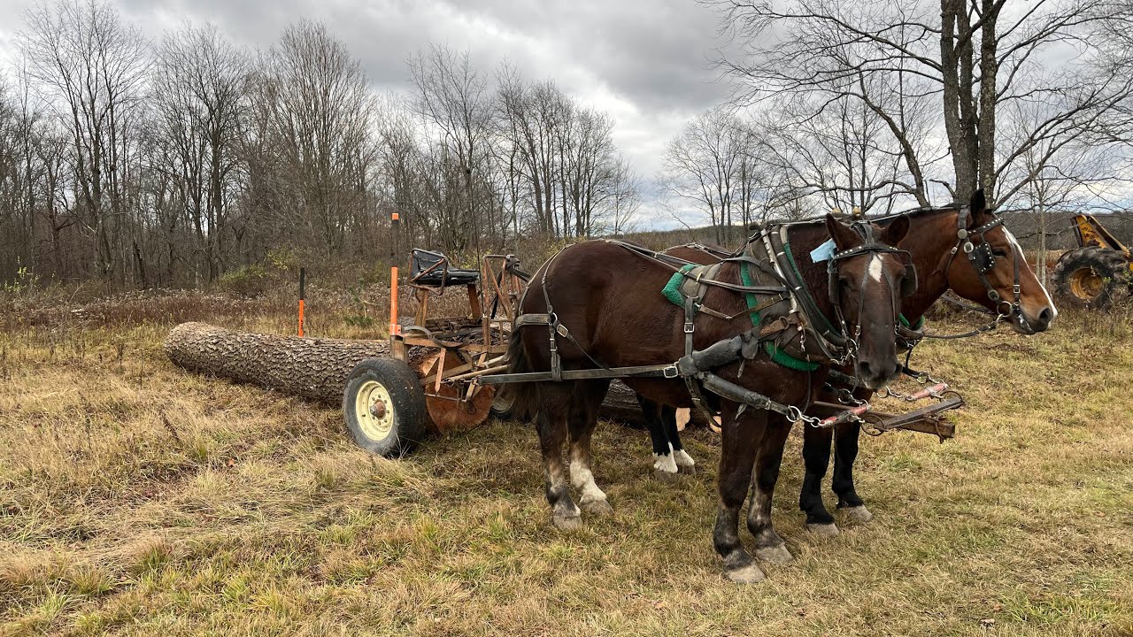 Logging horses pull a big hitch. - YouTube