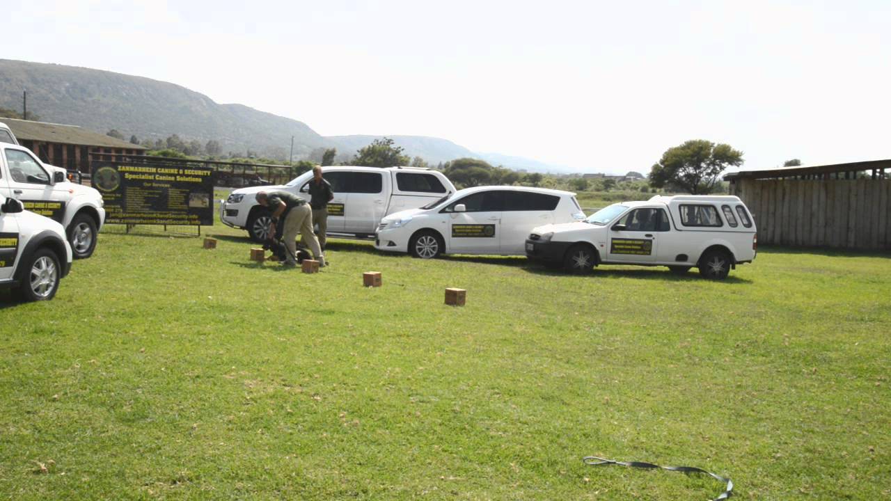 EDD Explosive Detection Dog Cleo V2 Zanmarheim K9 and Security - YouTube