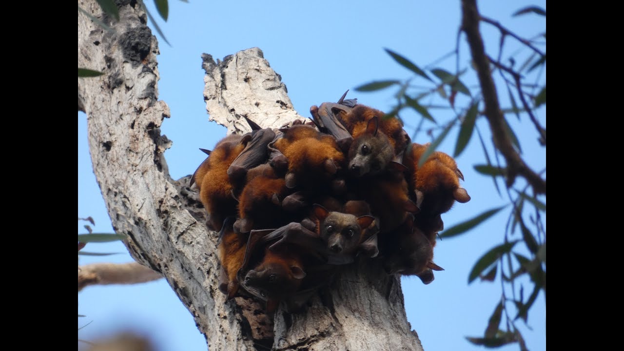 🦇 Grey headed Flying Foxes (Pteropus poliocephalus) in large colony ...
