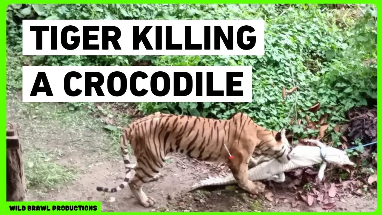 Tiger kills 3 gharials in chitwan national park | Other cases of tiger ...