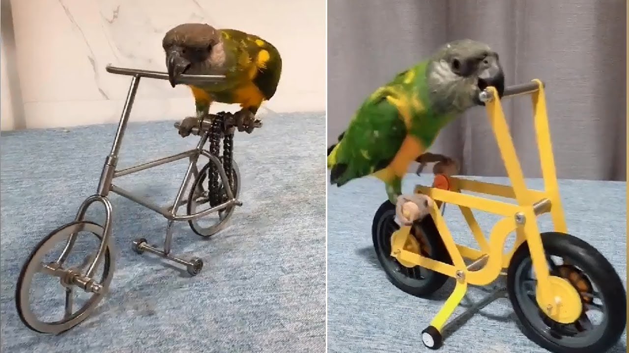 Smartest Parrots Videos Compilation | Funny Parrot Riding Bicycle - YouTube