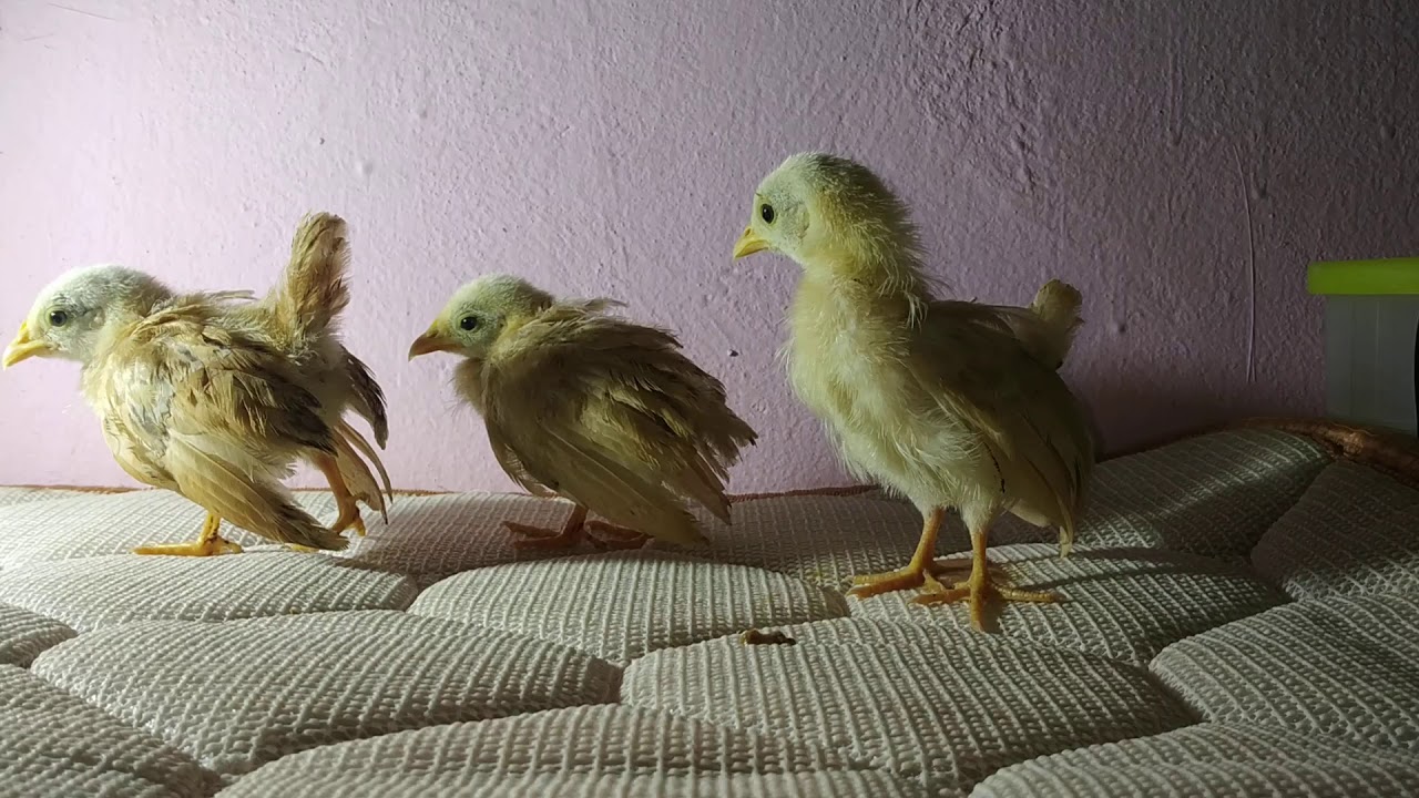 Bantam hen 30days - YouTube