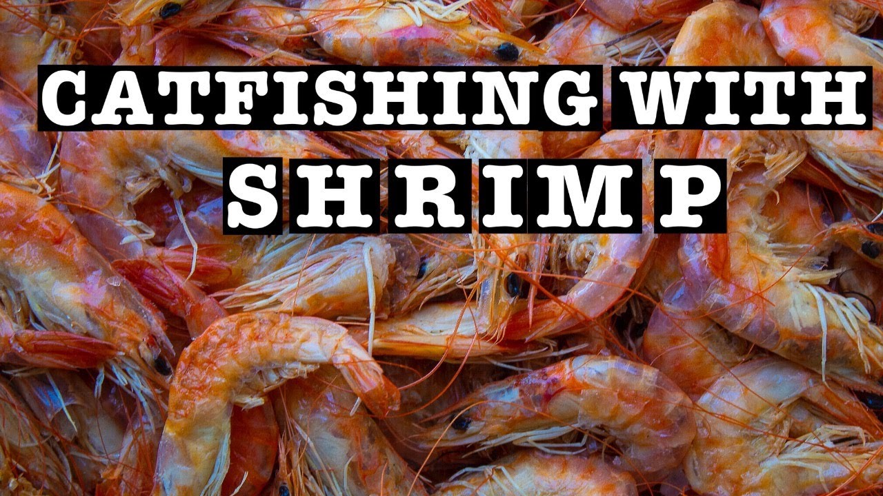 LIVE!! Catfishing with Shrimp - At Night! - YouTube