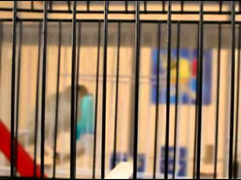 Canari bossu. - YouTube
