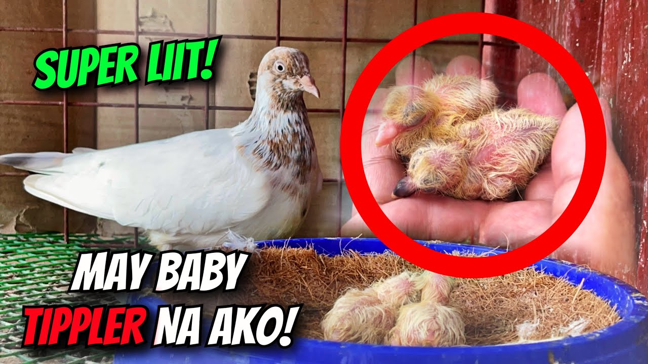 📍PWEDE PALA IBREED ANG PAREHONG BABAE NA KALAPATE - YouTube