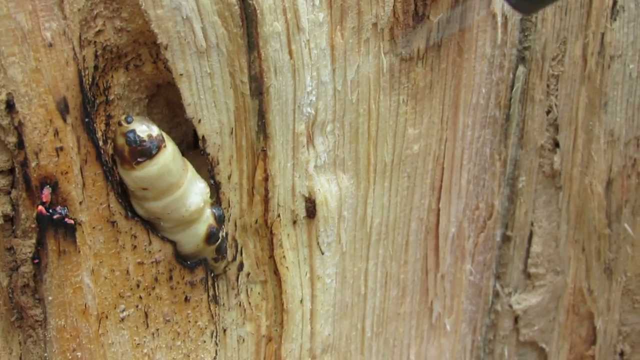 Pine Beetle Larvae - YouTube