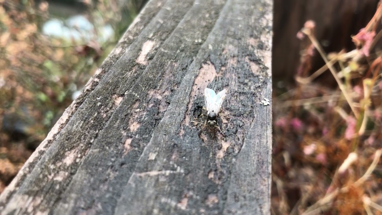 Pavement ants and Winged reproductive ants at home - YouTube