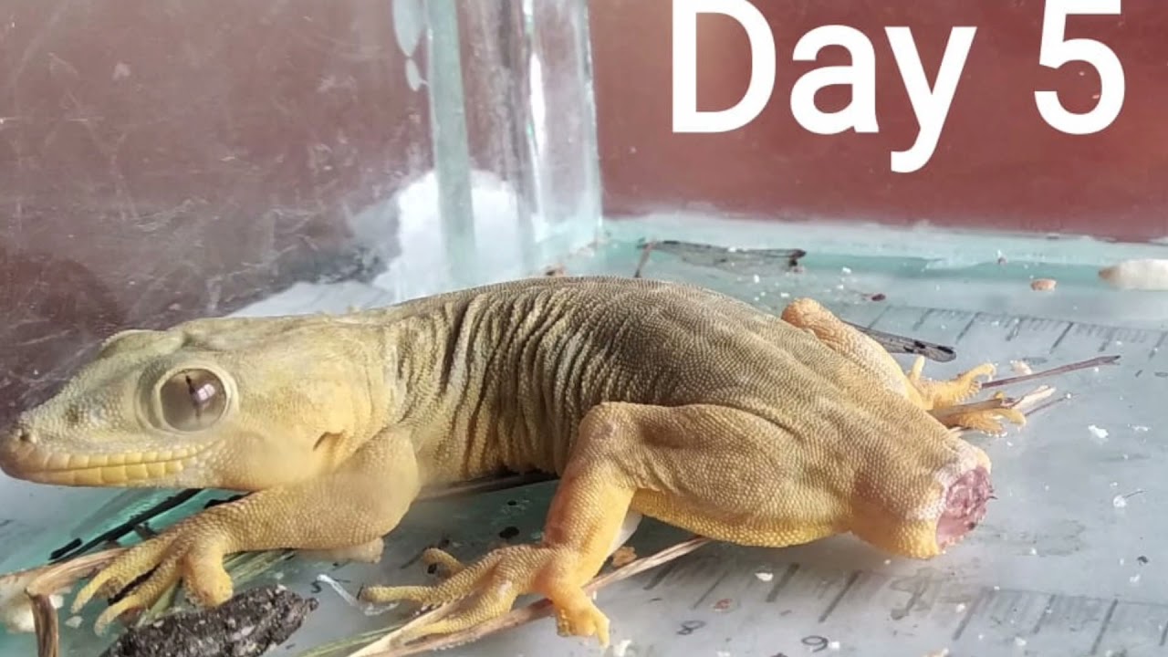 Lizard tail regeneration - YouTube