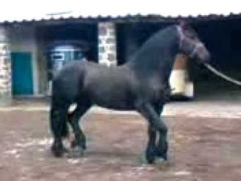 Potro Frison Rancho JM - YouTube