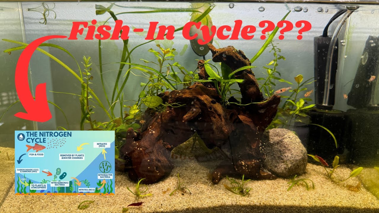 How To do a Fish-In Cycle (simple and easy method) - YouTube