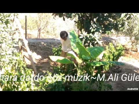 MAli güler~hara dardo