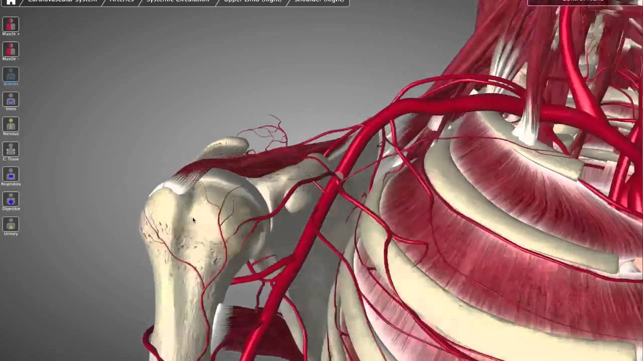 Axillary Artery Tutorial - YouTube
