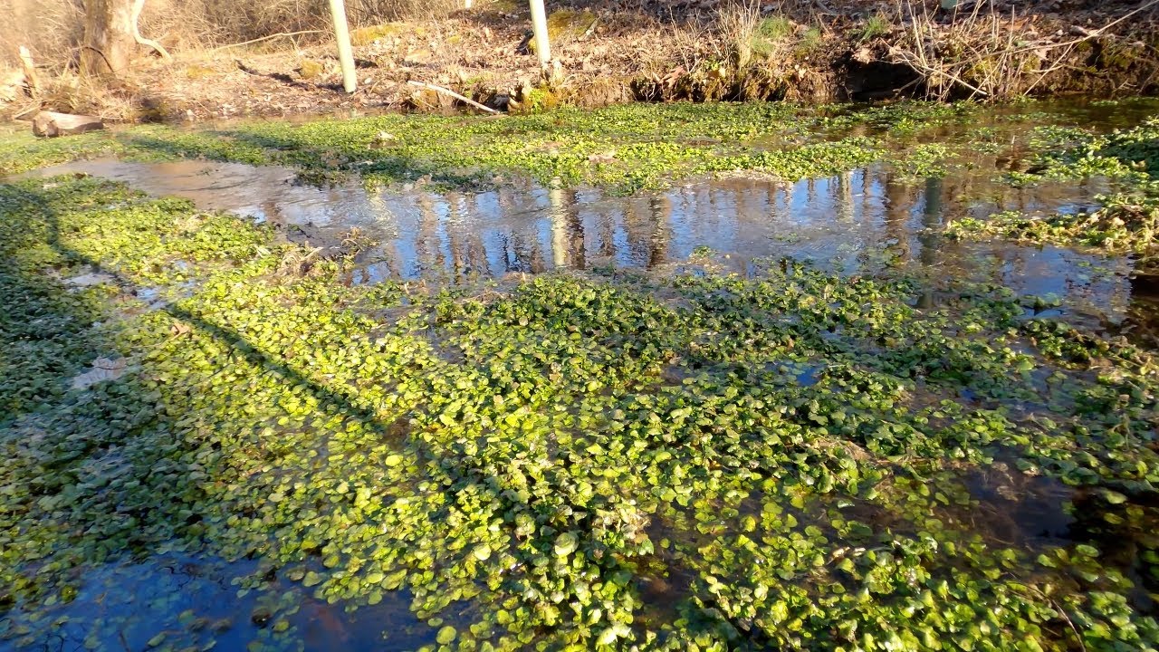 Early Spring at Walnut Springs Park - March 2021, State College, PA ...