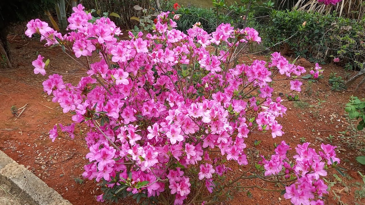 Azaleias floração maravilhosa - YouTube