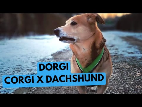 Dorgi - TOP 10 Interesting Facts - Corgi x Dachshund Crossbreed