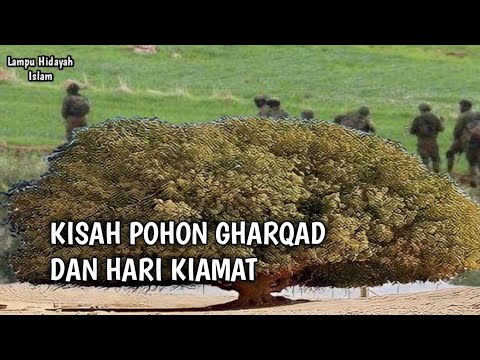 Kisah Pohon Gharqad Tempat Persembunyian Yahudi Di Akhir Zaman, Kini ...
