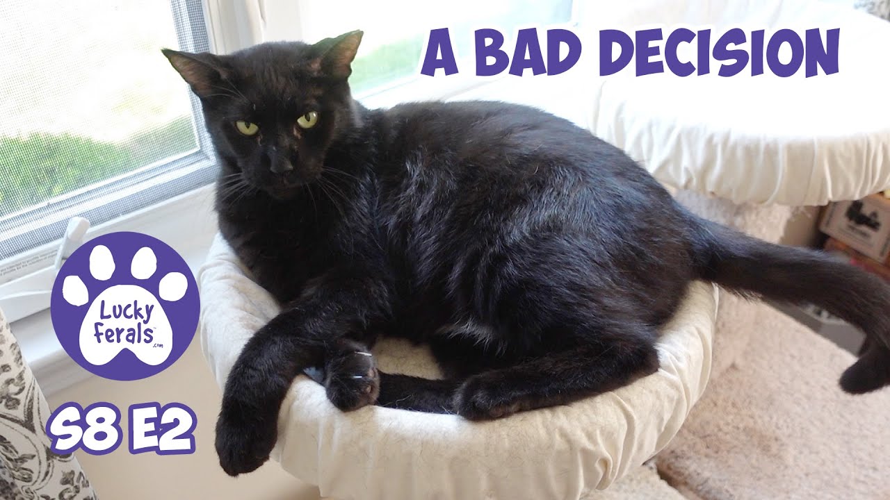 The Spider Thief And A Bad Decision - Lucky Ferals S8 E2 - Cat Vlog ...
