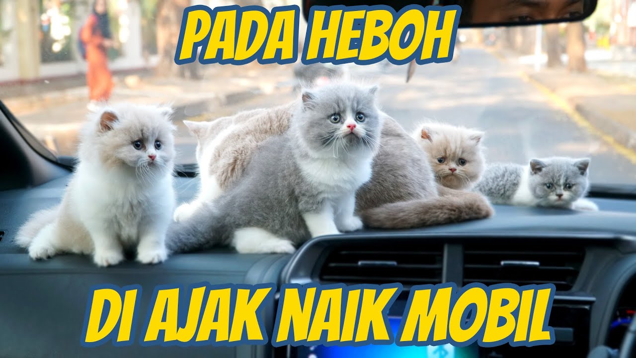 ANAK KUCING BRITISH JALAN JALAN NAIK MOBIL - YouTube