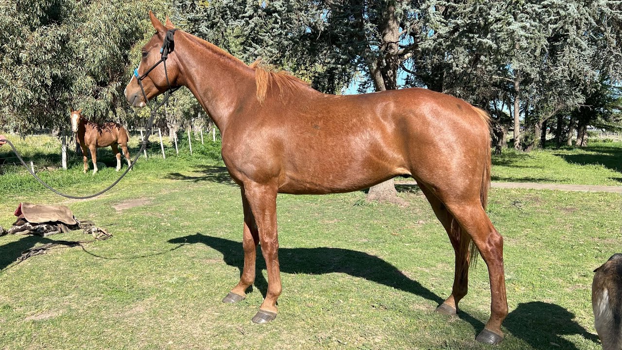 CABALLO ALAZAN MESTIZO MANSO Y FUNCIONAL PARA DEPORTE $2.200.000 ...