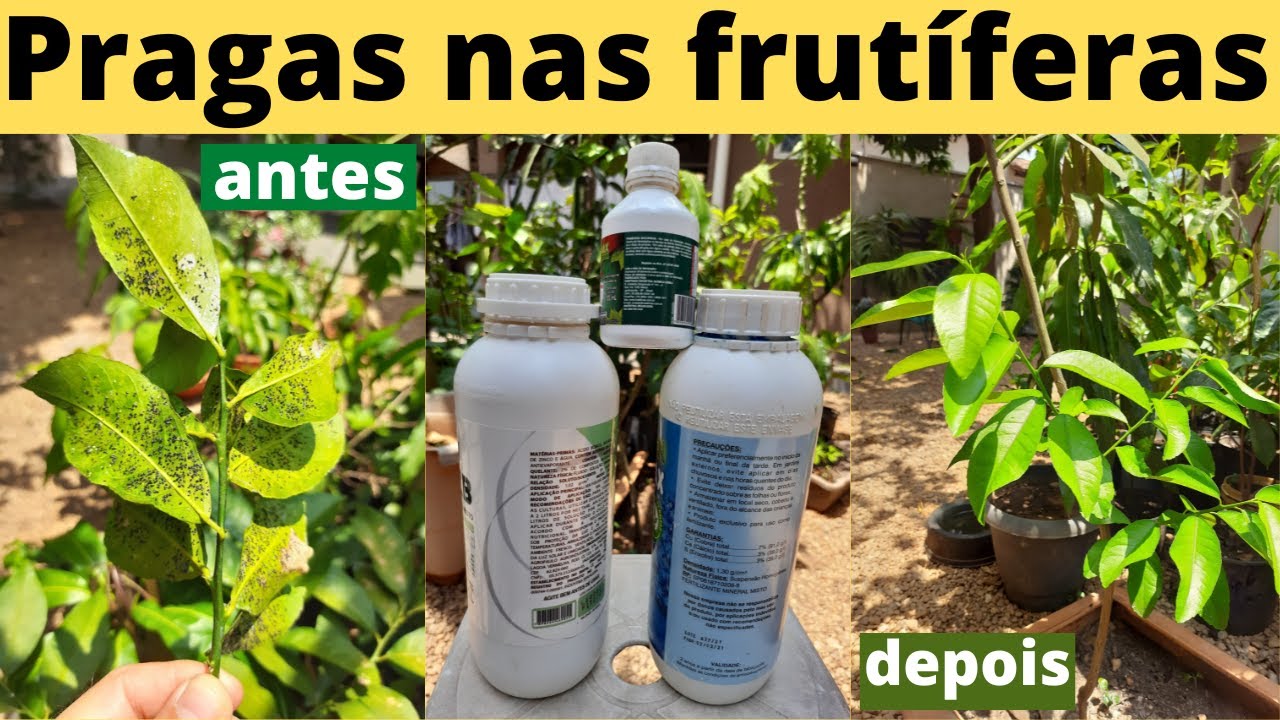 3 PRODUTOS contra as PRAGAS das FRUTÍFERAS. Pulverize que acaba em 2 ...