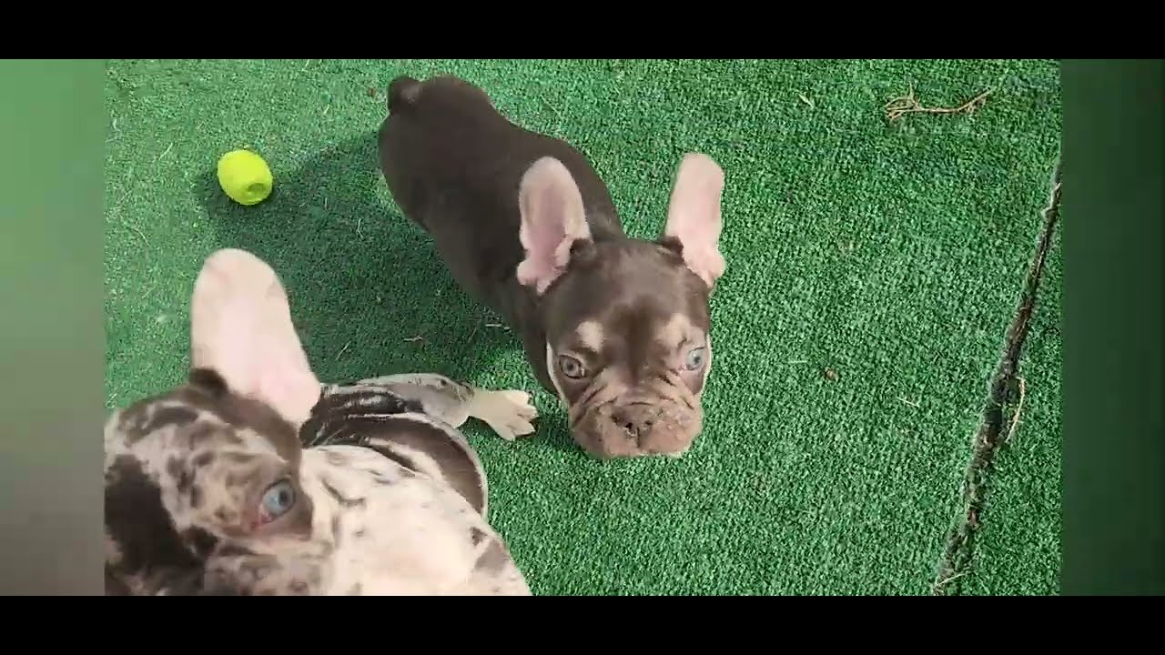 chocolate Frenchie play time - YouTube