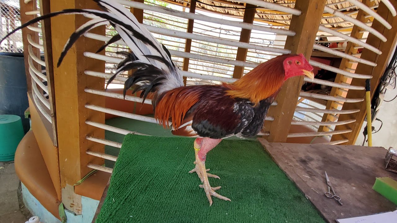 GALLOS DEREK NUÑEZ DISPONIBLE 849 263 5972. 600, DOLARES. - YouTube