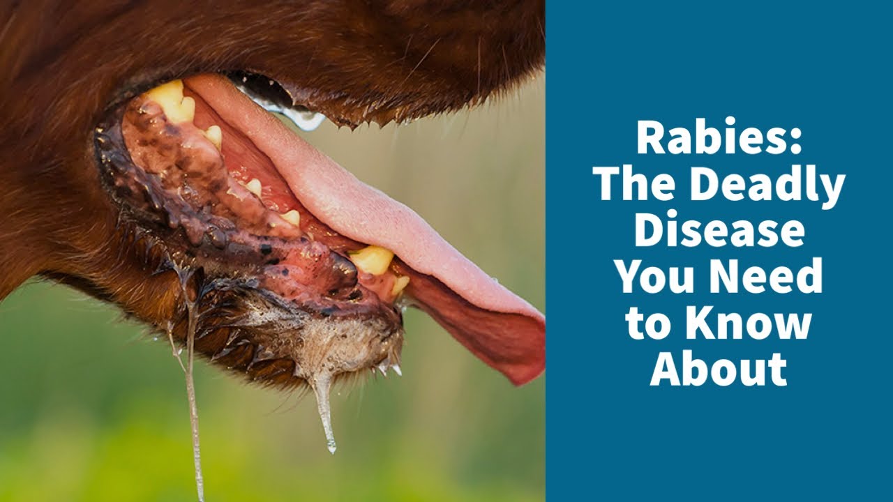 RABIES - YouTube