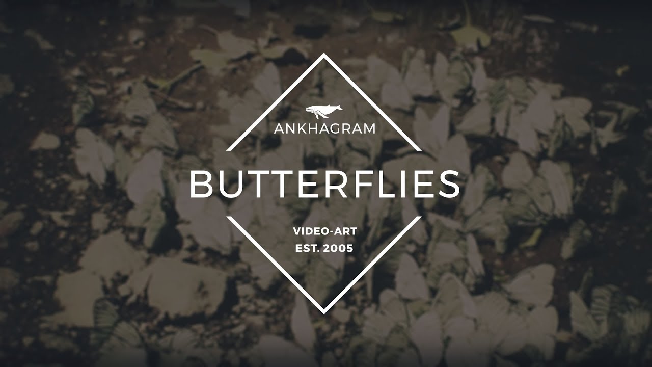 The project "FUTURE". Ankhagram - Butterflies (Video-art) - YouTube