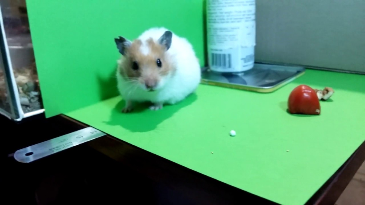 HAMSTER CHAMPION HIGH JUMP! SYRIAN HAMSTER - YouTube