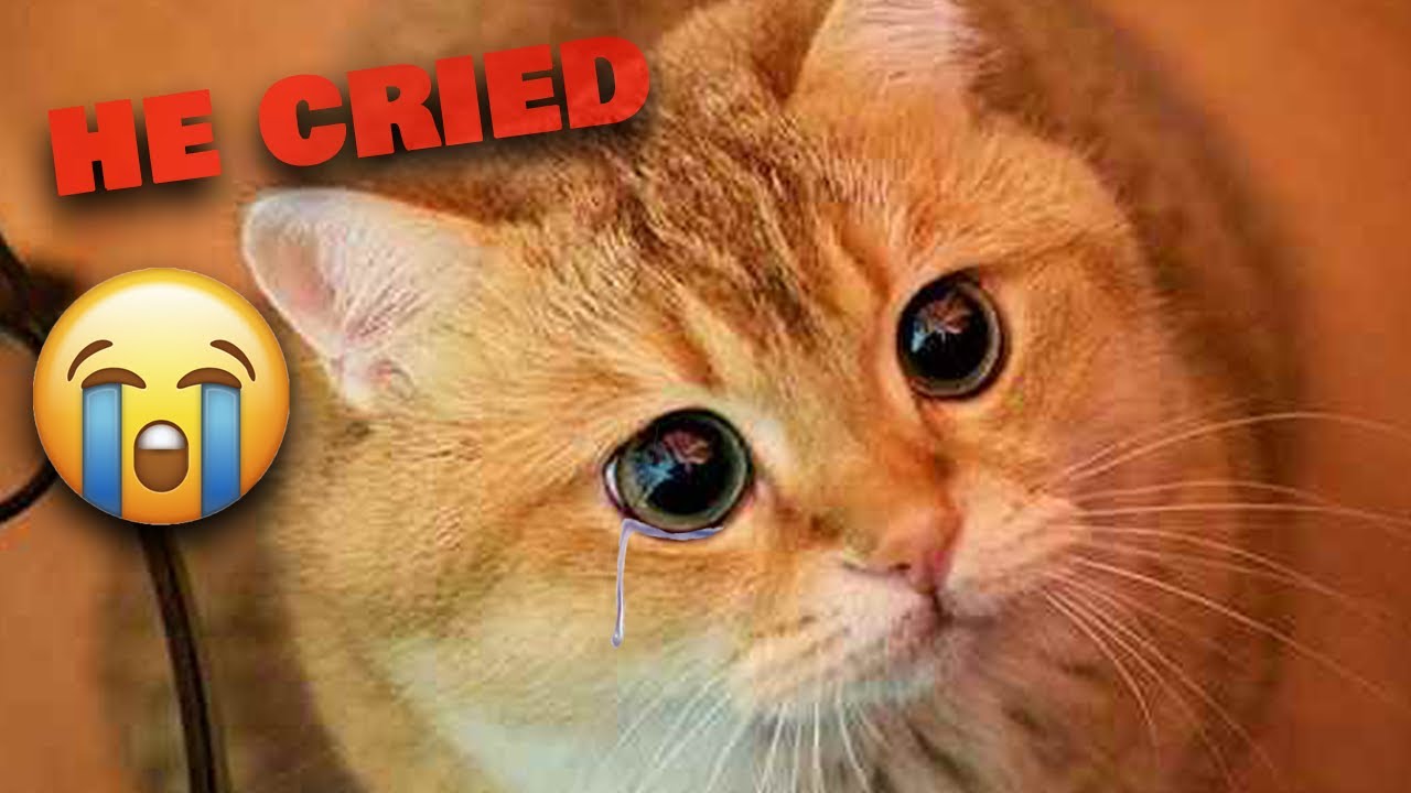 [HE CRIED] , littles cats so cute crying - YouTube