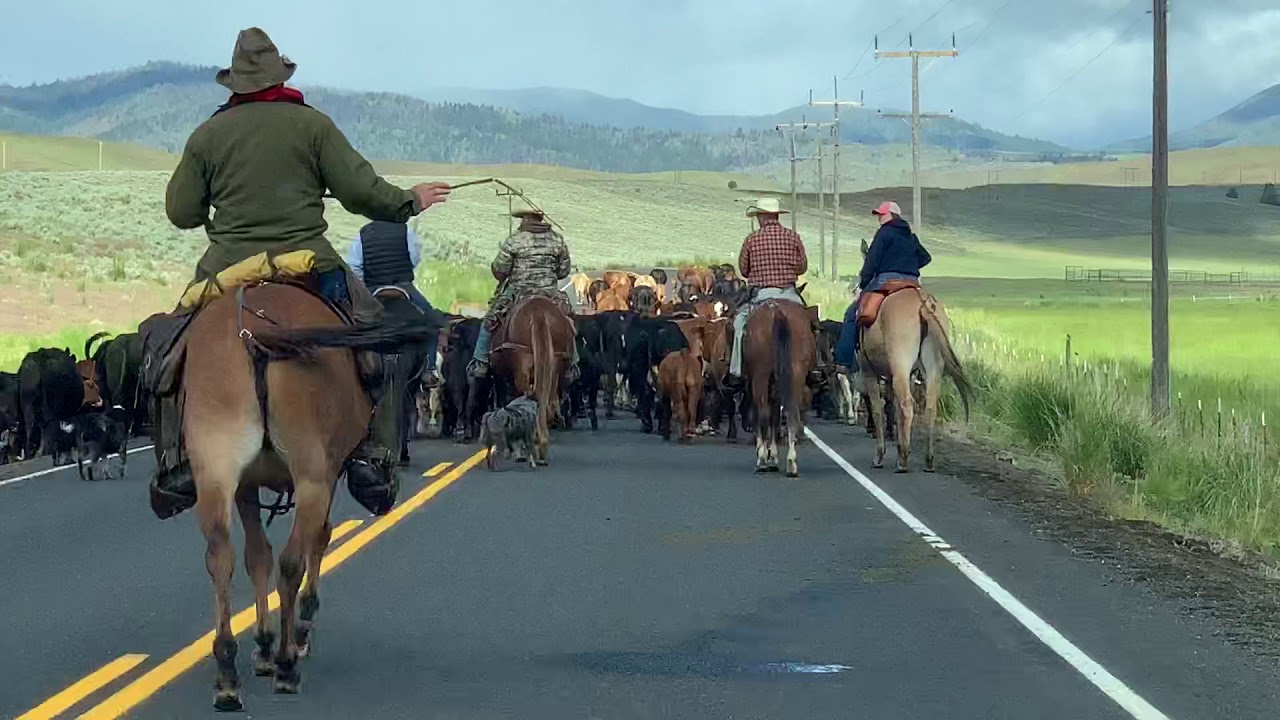 Eastern Oregon Ranchers and cattle - YouTube
