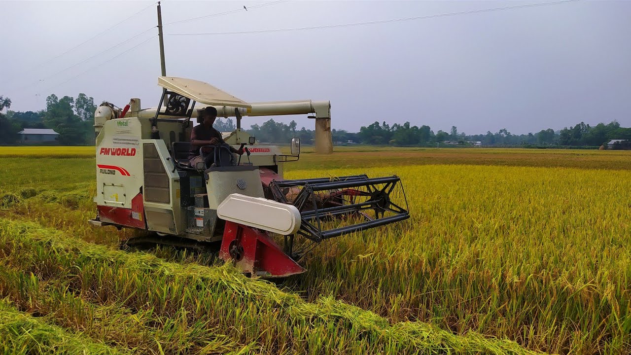ধান কাটার মেশিন || ১৫ মিনিটে ১ বিঘা শেষ || Rice Harvester Machine ...