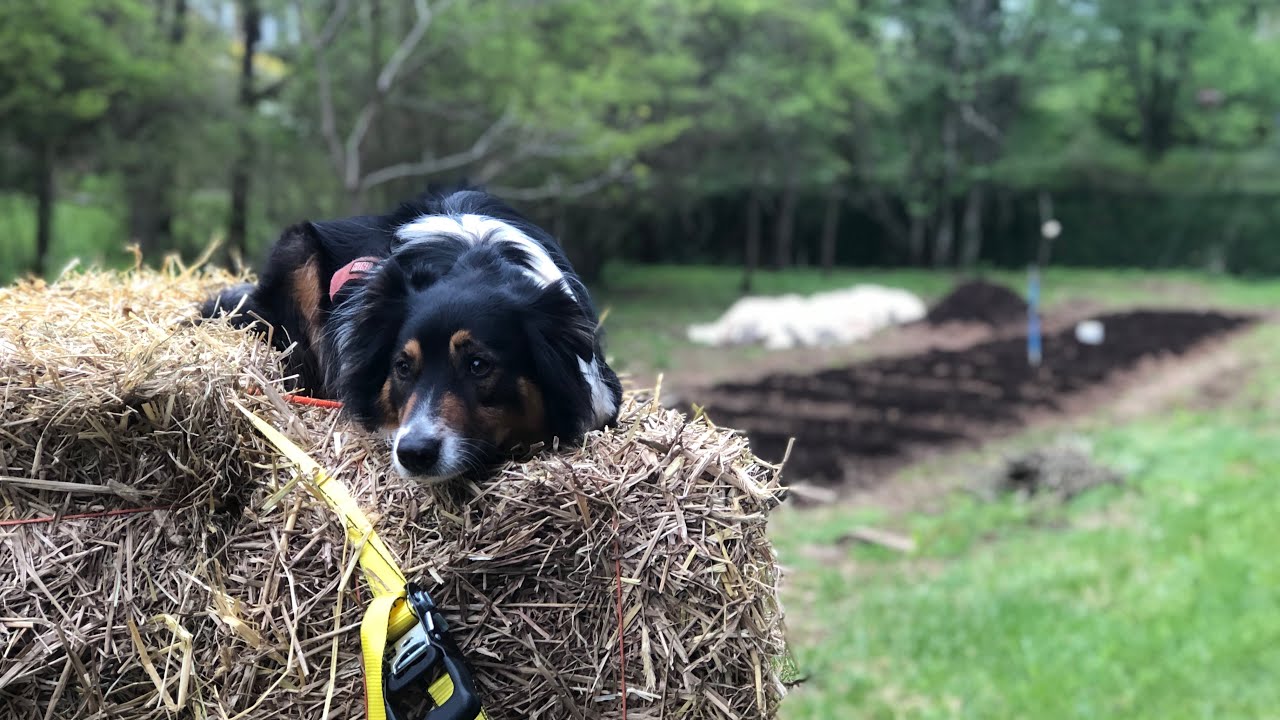 Cute farm dog - YouTube