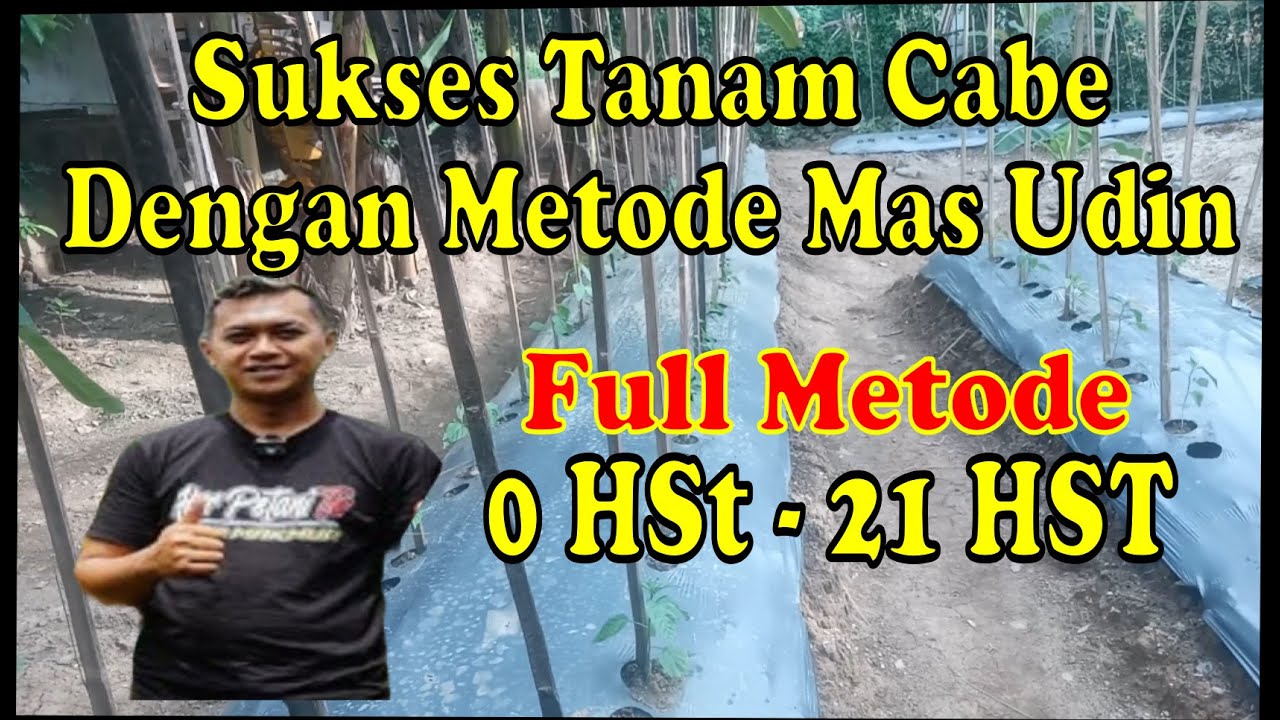 berhasil tanam cabe dengan metode mas udin - YouTube