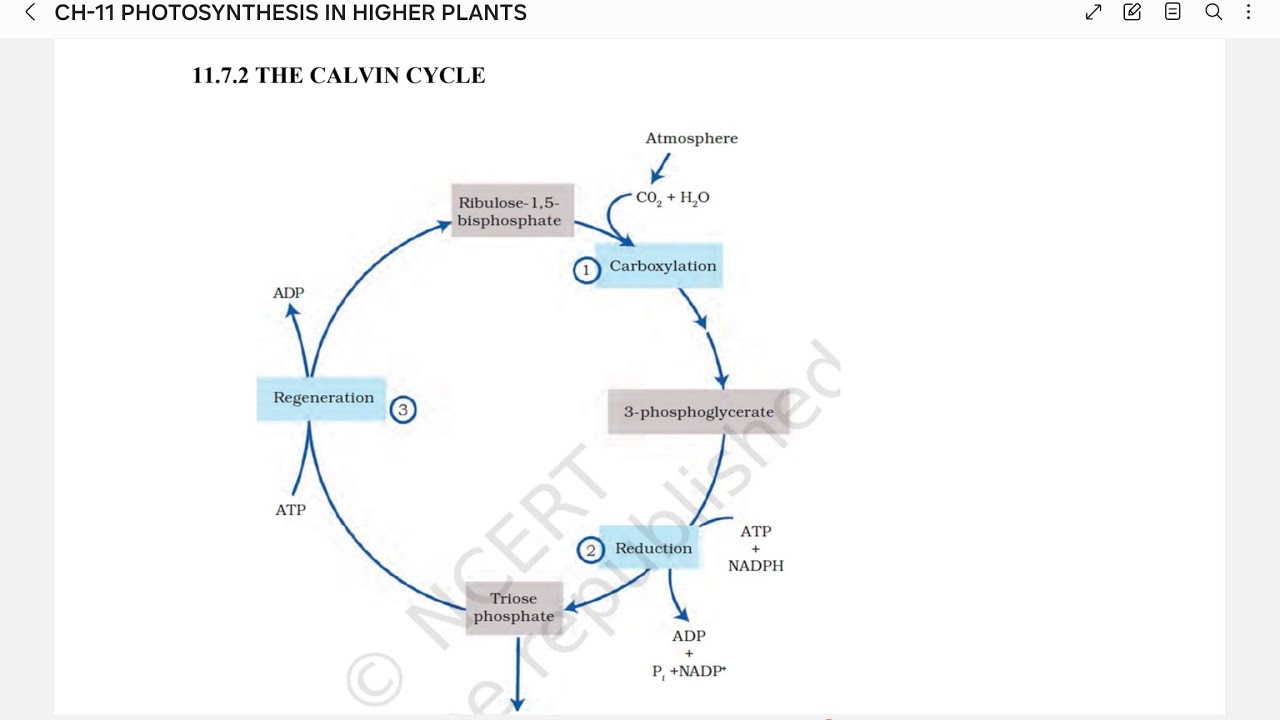 NEW NCERT BIOLOGY 2024 | CLASS 11 | CHAPTER 11| PHOTOSYNTHESIS IN ...